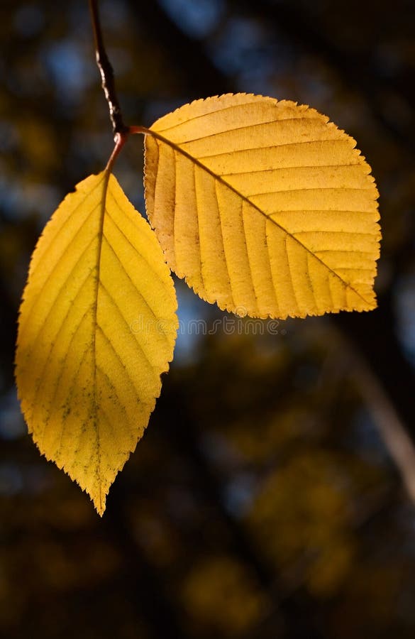 Pair of Yellow Autumn Birch Foliage Stock Image - Image of color, sunny ...