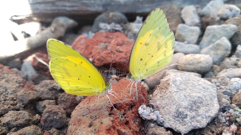 A Pair of Yellow Butterflies Facing Each Other Stock Photo - Image of ...