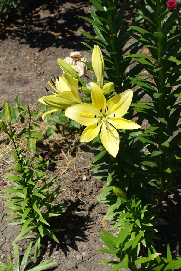 Pair of Yellow Flowers and Buds of Lily Stock Photo - Image of outdoors ...