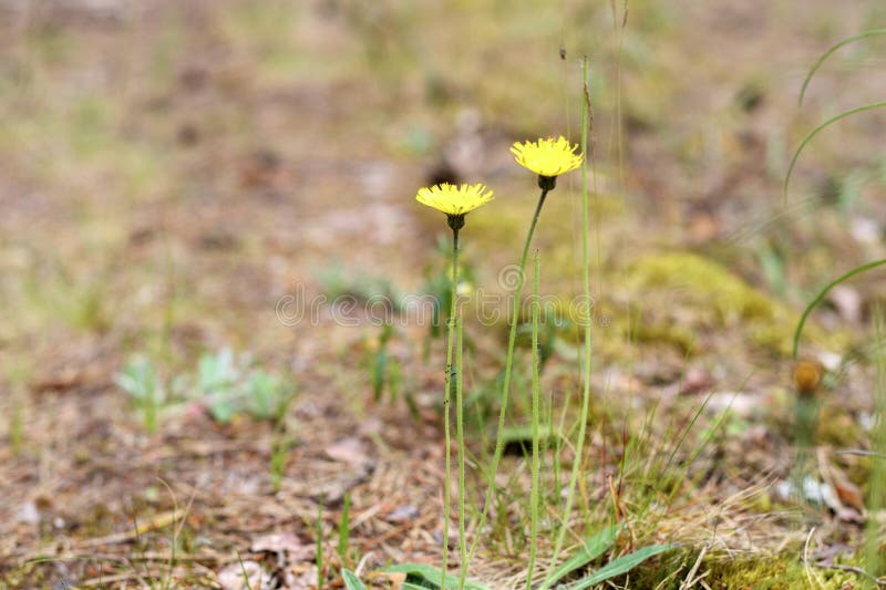 .a Pair of Yellow Flowers in the Meadow Stock Photo - Image of ...