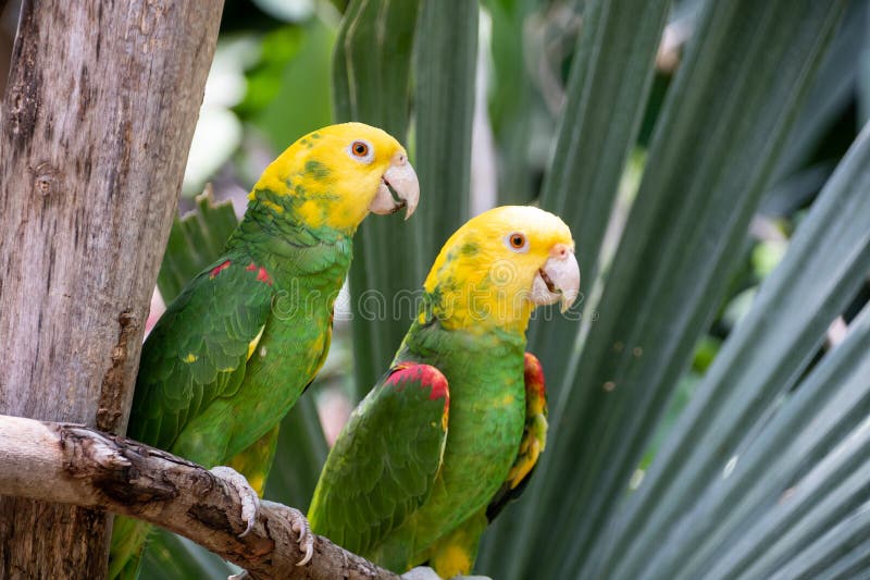 Pair of Yellow-headed Parakeets Resting on a Tree Branch. Stock Image ...