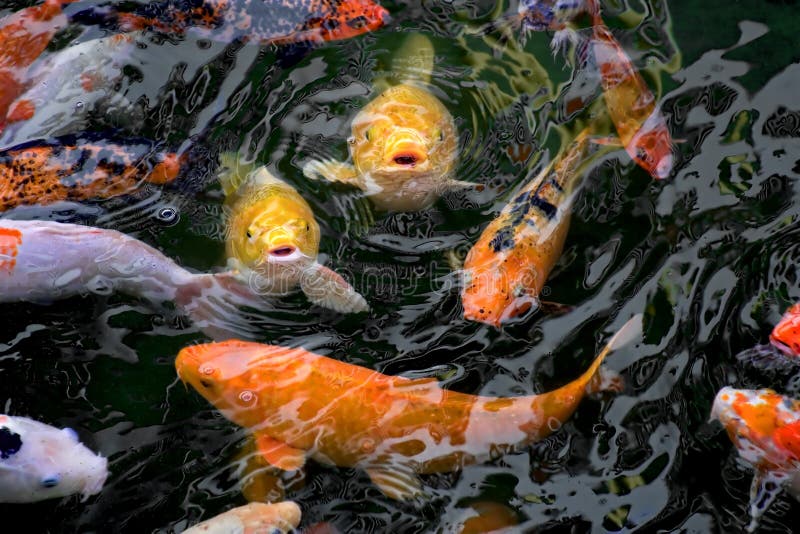 Yellow Koi Fish Stock Photos - Download 6,232 Royalty Free Photos