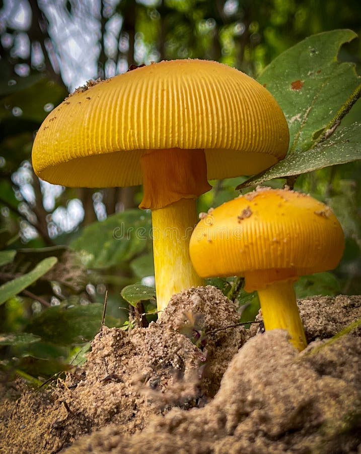 A pair of yellow mushroom stock image. Image of natur - 286718583