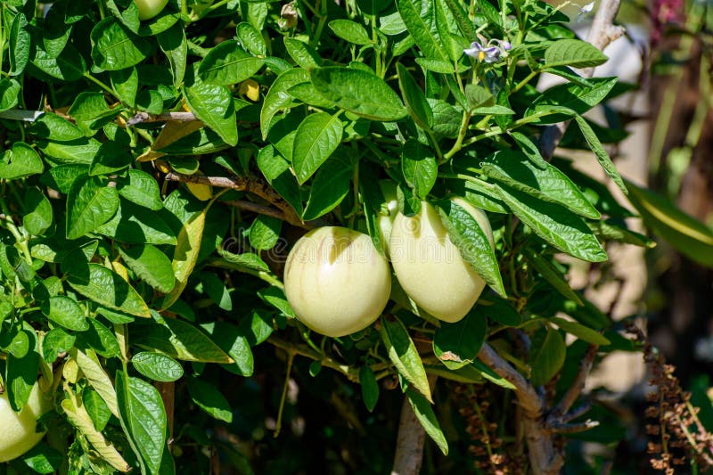 A Pair of Yellow Tomatoes Hanging from a Tomato Plant Stock Image ...