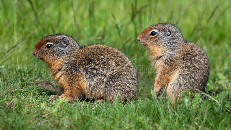 Pair of Young Wild Ground Squirrels Back To Back Stock Image - Image of ...