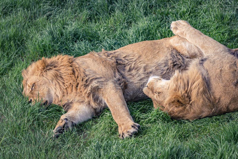 A Pair of Young Lions are Sleeping on the Green Grass in Spring Stock ...