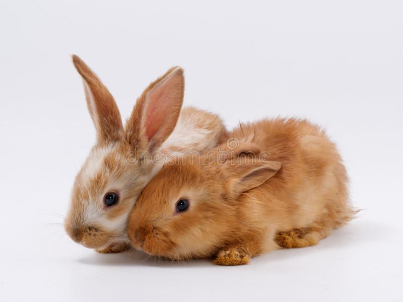 Pair of Young Red Rabbits on a White Background Stock Photo - Image of ...