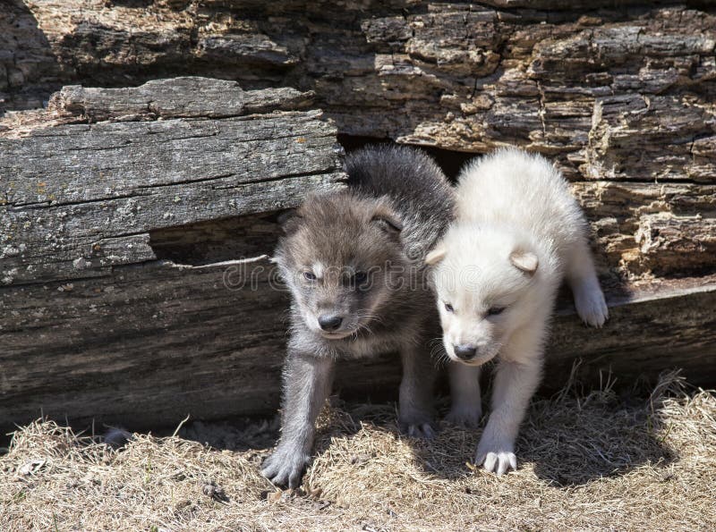 Gray wolf cubs stock image. Image of baby, cubs, animals - 5532243