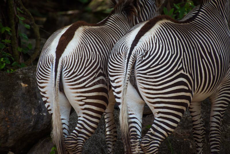 Pair of Zebras with Back Side or Butts To Camera Stock Image - Image of ...