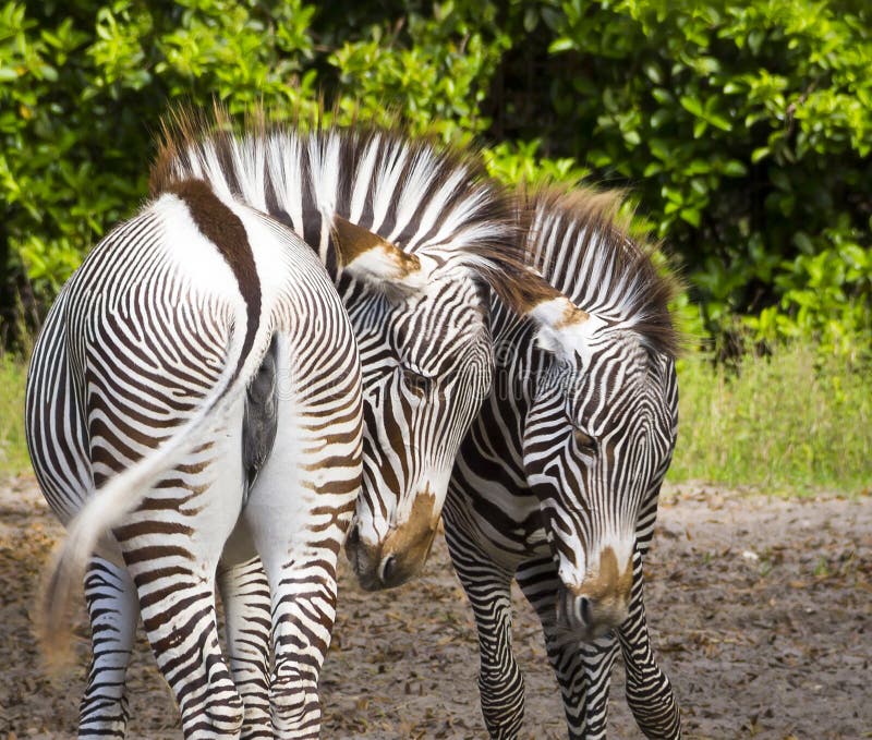 Pair of Zebras, Zerba stock image. Image of animal, serengeti - 51461565
