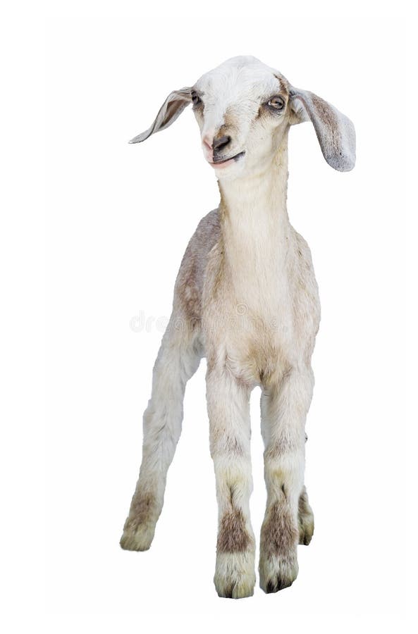 Paira No Fundo Branco, Cultivando, Animal, Ungulate, Fundo Branco Foto ...