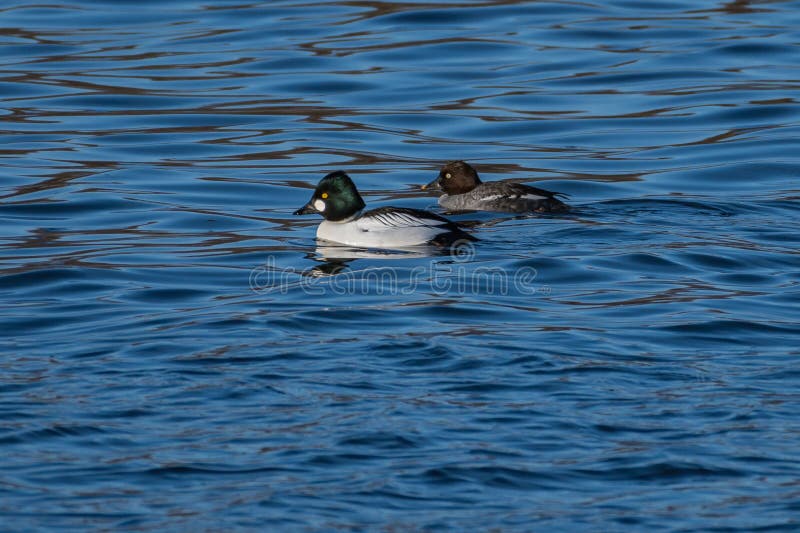 Paire de yeux d'or image stock. Image of facture, beau - 239180787