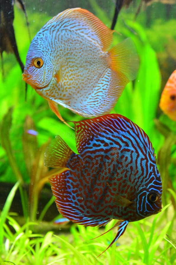 Paires De Disque - Poissons Tropicaux D'aquarium Photo stock - Image du ...