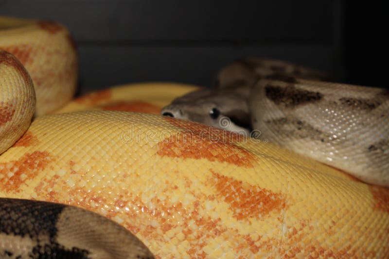 Paires D'accouplement De Constricteurs De Boa Photo stock - Image du ...