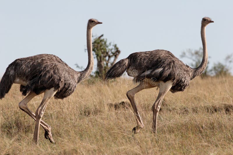 Troupeau Courant Des Autruches En Afrique Image stock - Image du bande ...