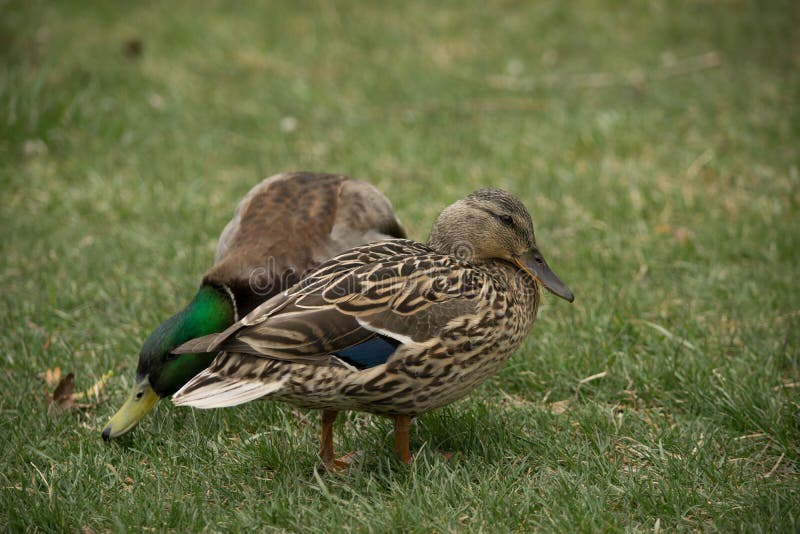 Accouplement De Canards De Mallard Photo stock - Image du étang ...