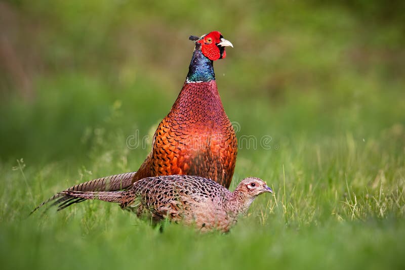Faisan Commun Masculin, Coq De Colchicus De Phasianus Montrant Image ...