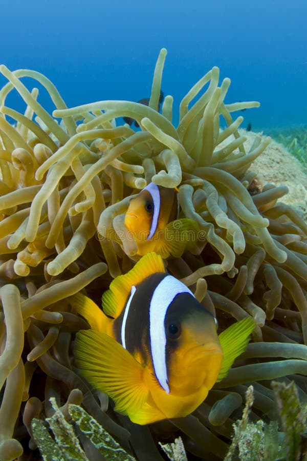 Paires De La Mer Rouge Anemonefish Image stock - Image du anémone ...