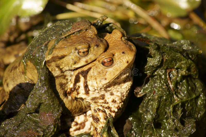 Pairing of the common toad stock photo. Image of brown - 53204832