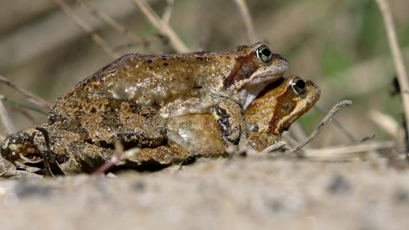 Pairing toads closely stock image. Image of cane, couple - 215356589