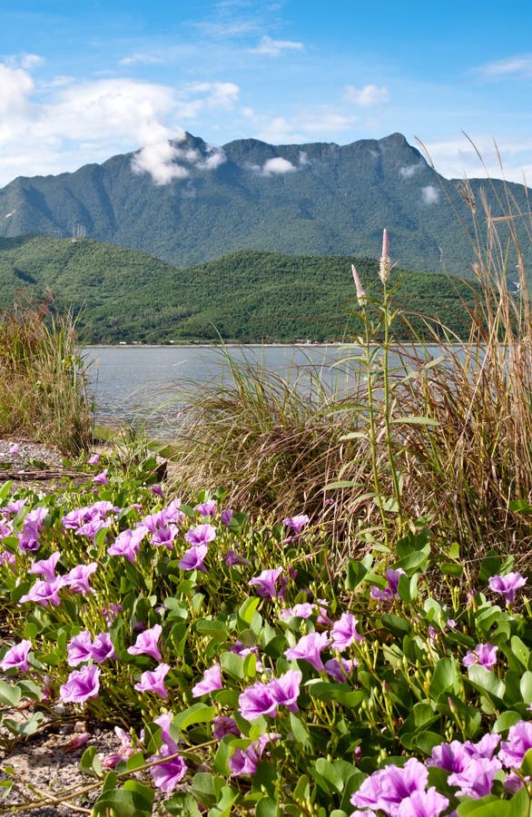 Paisagem Com Flores Cor-de-rosa Foto de Stock - Imagem de flores ...