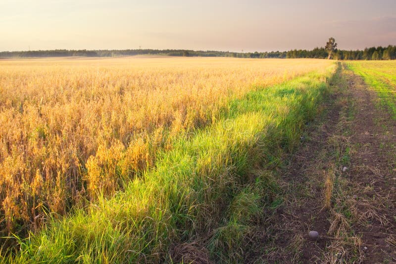 Paisagem do campo foto de stock. Imagem de exterior, rancho - 35378862