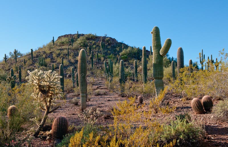 Paisagem Do Deserto Do Arizona Imagem de Stock - Imagem de cacto ...