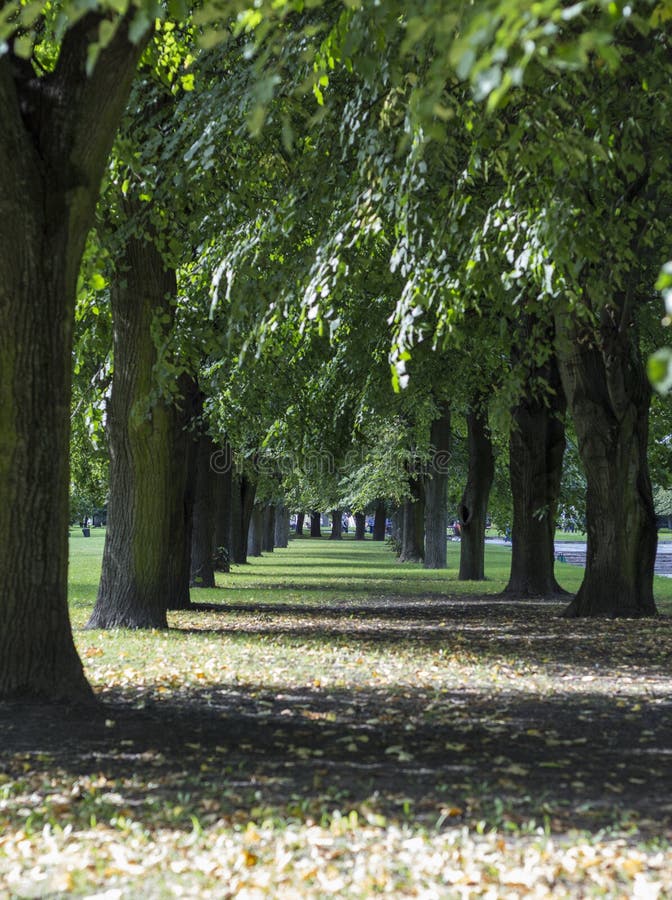 Paisagem Do Parque Com Uma Aleia Longa Imagem de Stock - Imagem de ...