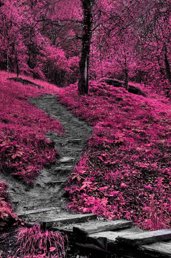 Paisagem Do Vertical Da Floresta Do Ir Foto de Stock - Imagem de ...