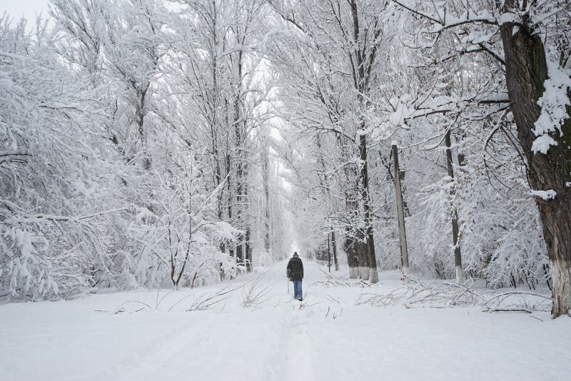Paisagem nevando foto de stock. Imagem de branco, floresta - 77350118