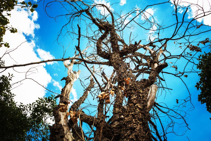 Paisagem seca do do norte foto de stock. Imagem de distante - 70134974