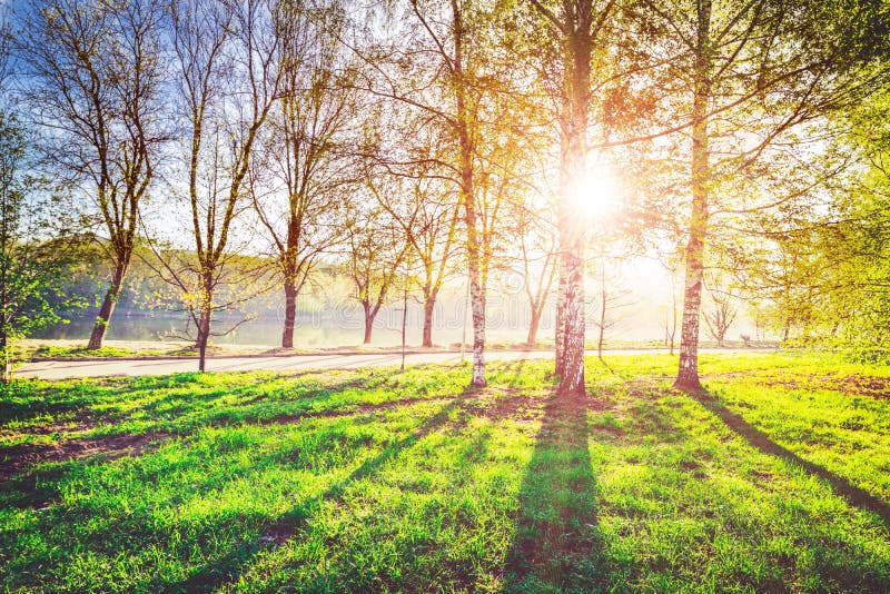 Paisagem Selvagem Do Parque Da Ecologia Imagem de Stock - Imagem de ...