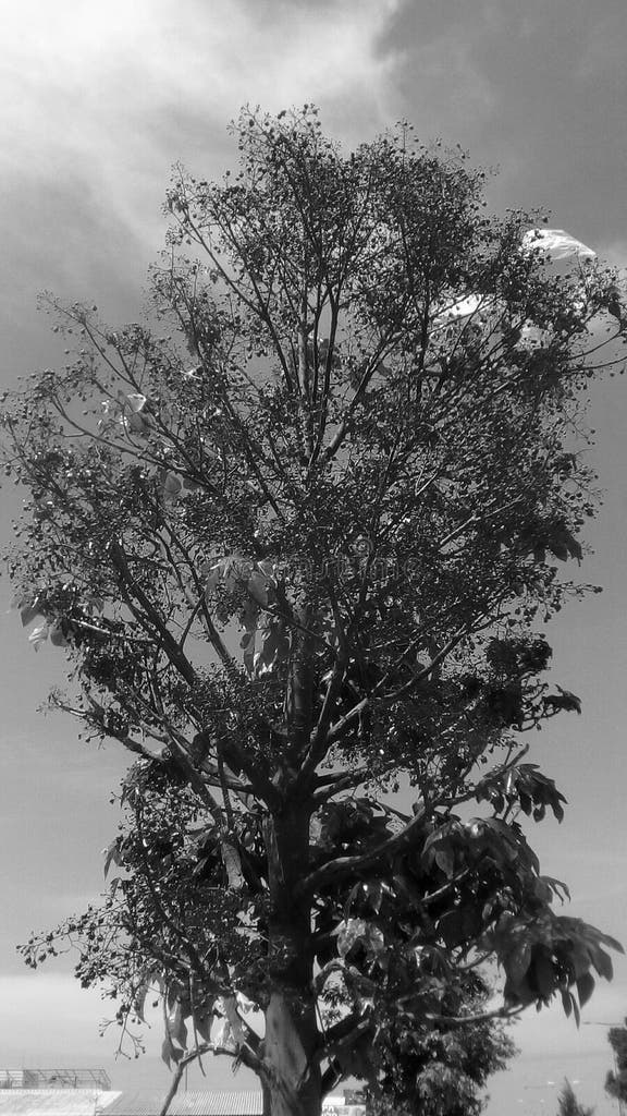 Paisaje imagen de archivo. Imagen de primer, tropical - 117561467