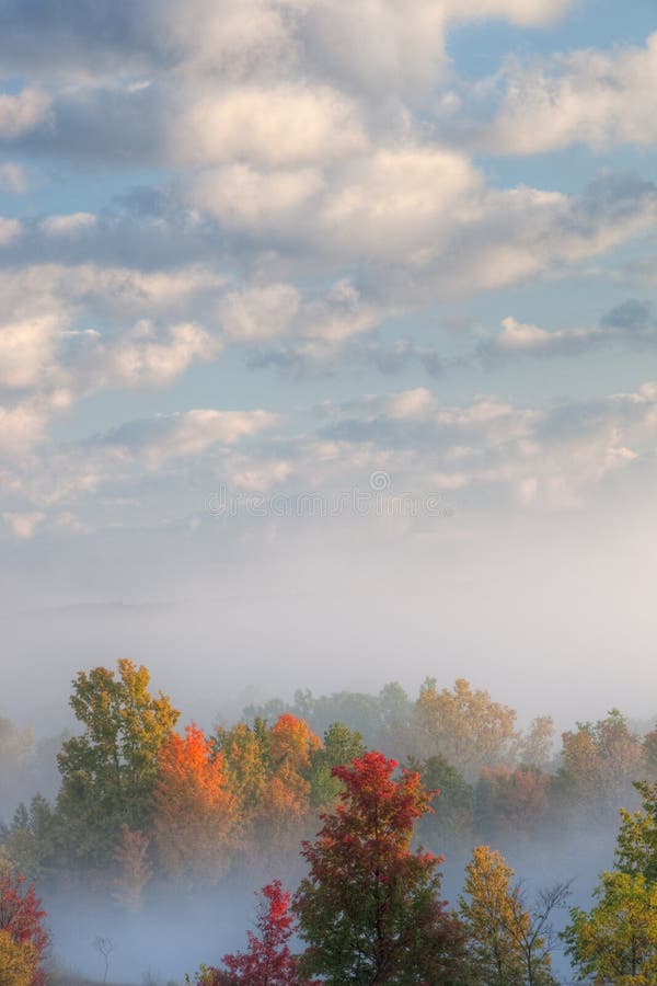 Paisaje brumoso del bosque foto de archivo. Imagen de brumoso - 11433198