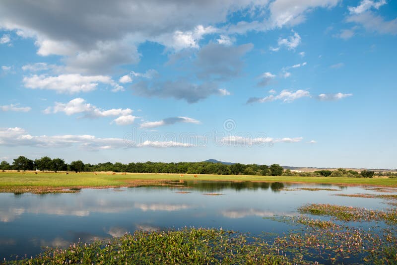Paisaje Con El Lago Y El Pasto Foto de archivo - Imagen de ganado ...