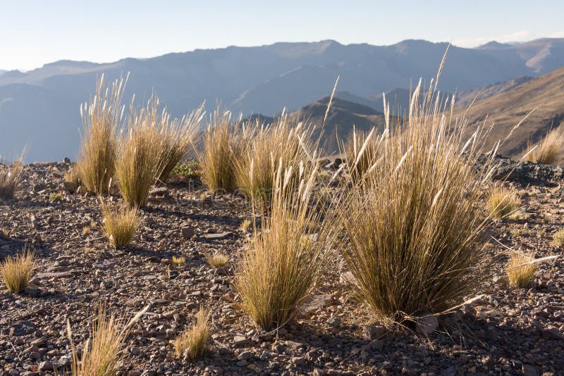 156 Ichu Fotos de stock - Fotos libres de regalías de Dreamstime