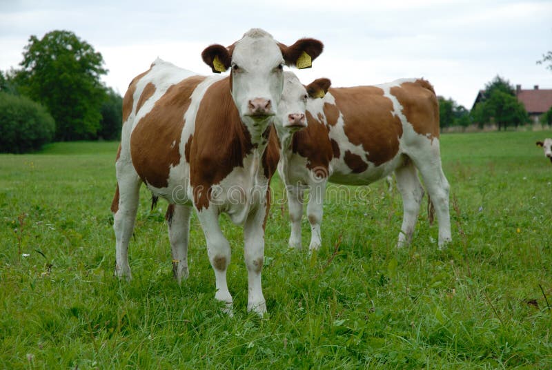 Vaca Roja Fea De La Rumia Detrás De Una Cerca Del Metal Con Una ...