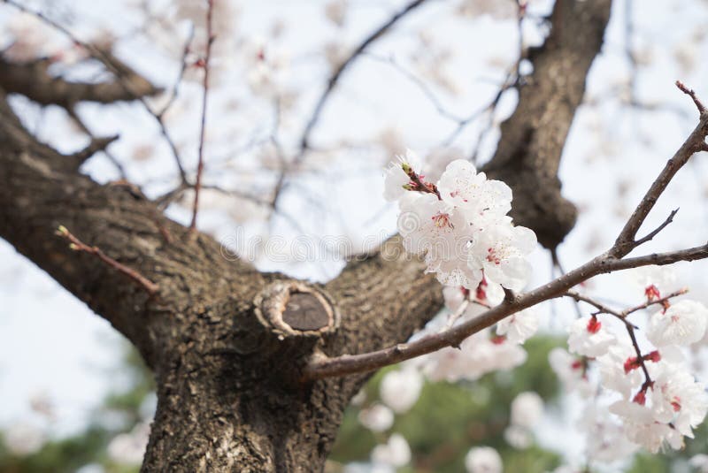Paisaje De Flores De Cerezo En Corea Foto de archivo - Imagen de flores ...