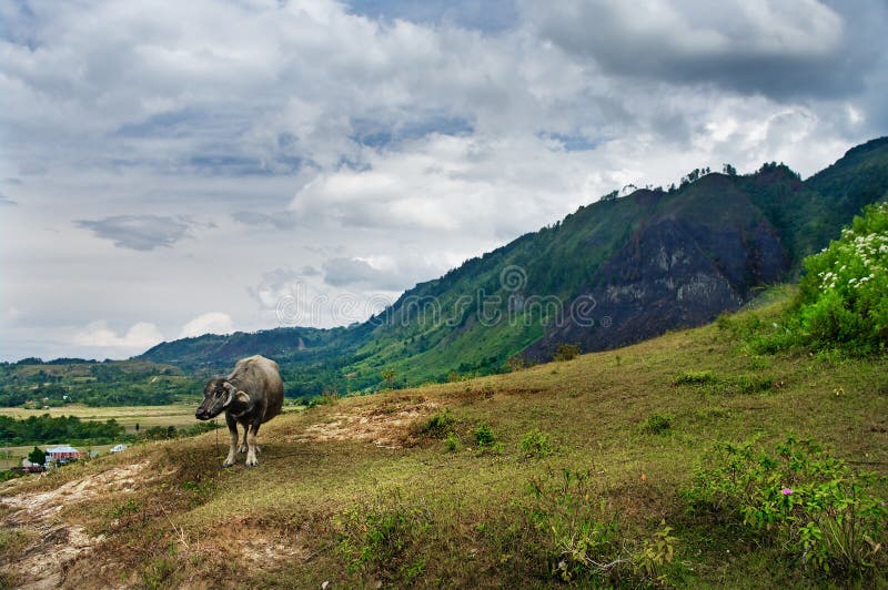 Isla Samosir, Lago Toba. Sumatra Imagen de archivo - Imagen de ...