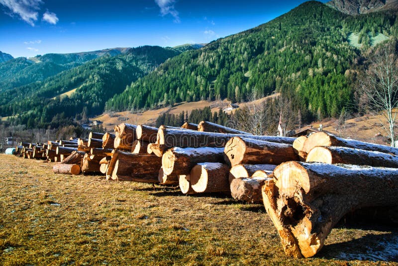 Paisaje De La Madera En El Bosque Del Mangle Imagen de archivo - Imagen ...