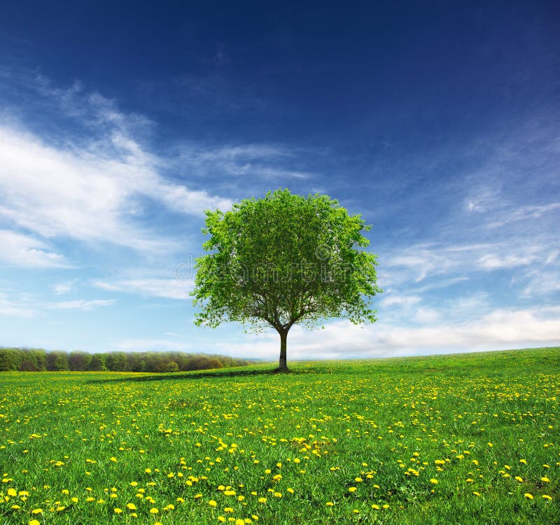 Paisaje de la primavera imagen de archivo. Imagen de hierba - 16906601