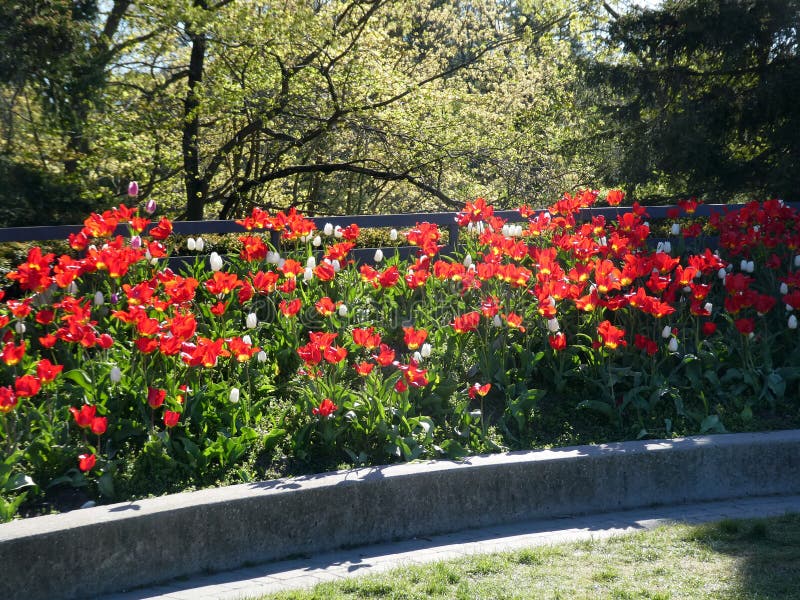 Paisaje de parque imagen de archivo. Imagen de flor - 219419303