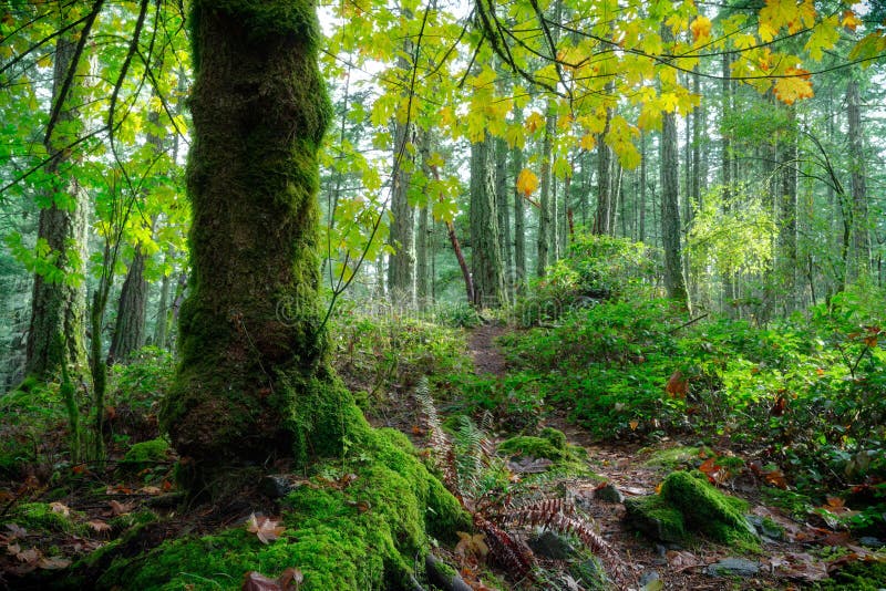 Paisaje De Un Bosque Verde Encantado Imagen de archivo - Imagen de crecimiento, calma: 260538463