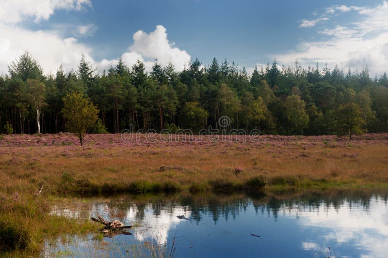 Paisaje del brezo foto de archivo. Imagen de pantano - 16239046