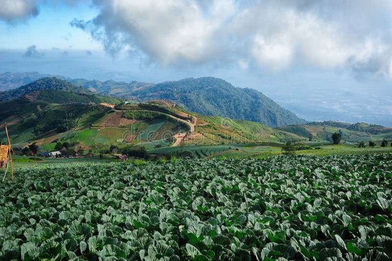 Playa De Col Paisaje Nassau Bahamas Imagen de archivo - Imagen de ...