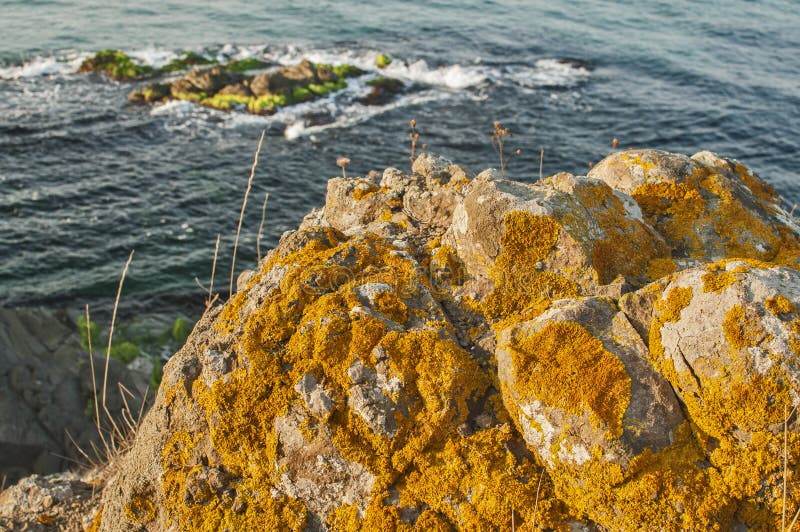 Alga Marina Verde Y Ambiente Costero De Las Rocas Foto de archivo ...