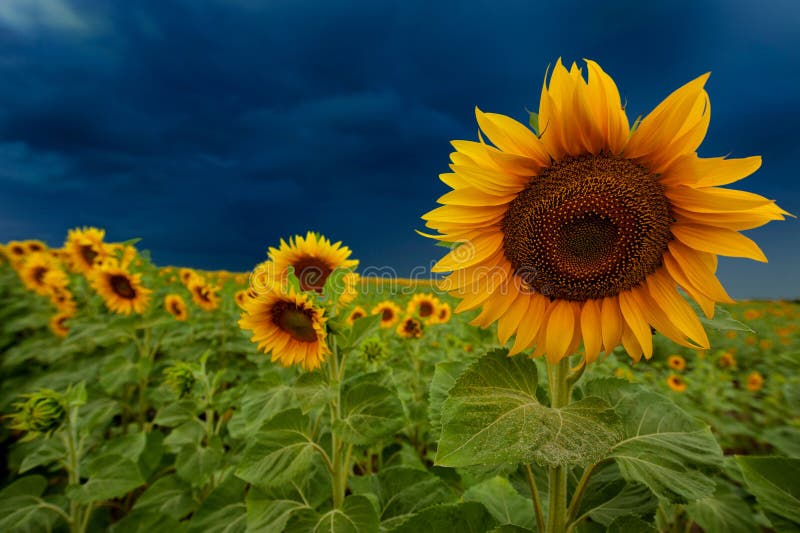 Paisaje del verano imagen de archivo. Imagen de exterior - 27034859
