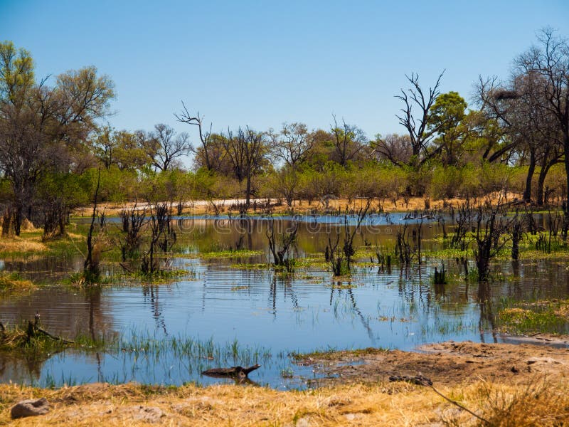 Paisaje En El Río De Okavango Foto de archivo - Imagen de escena ...