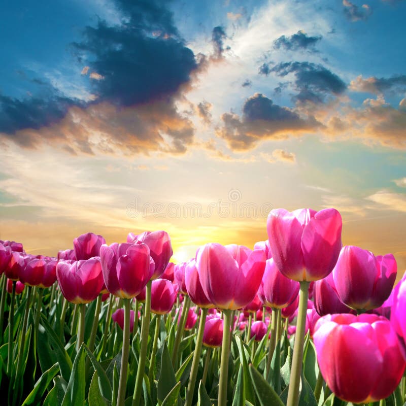 Paisaje Hermoso Con Los Tulipanes Contra El Cielo En El Amanecer ... Paisaje Hermoso Con Los Tulipanes Contra El Cielo En El Amanecer ...