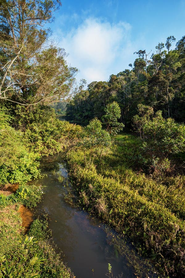 Paisaje Hermoso De Madagascar Foto de archivo - Imagen de hierba ...